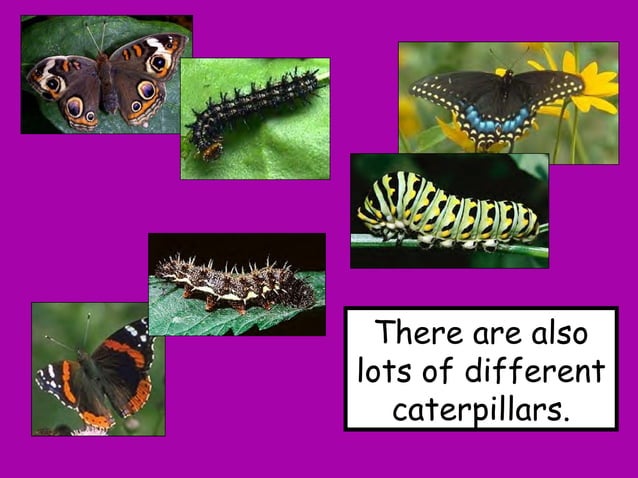 Butterflies life cycle 1 | PPT