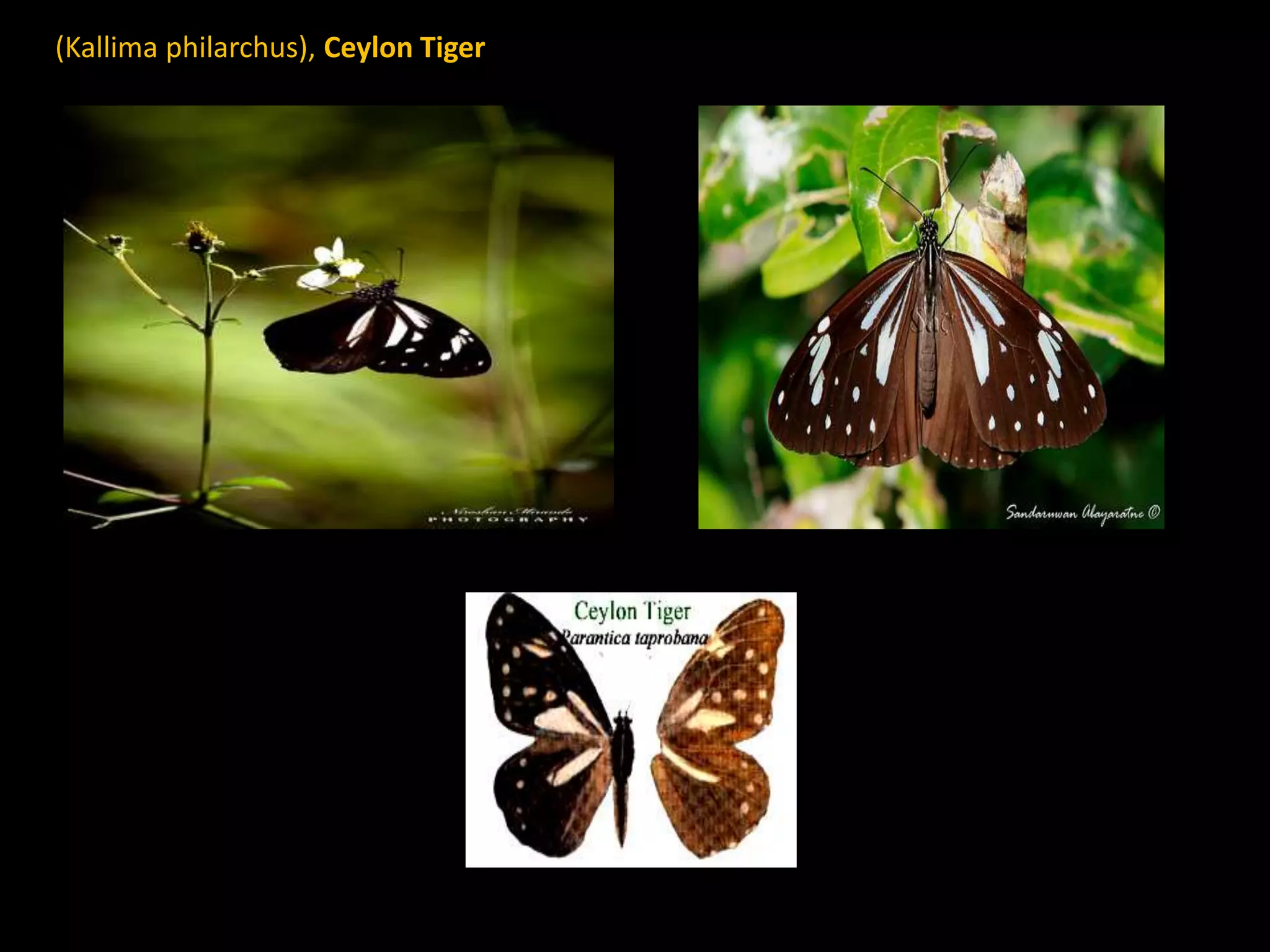 Butterflies of sri lanka[1] | PPTX