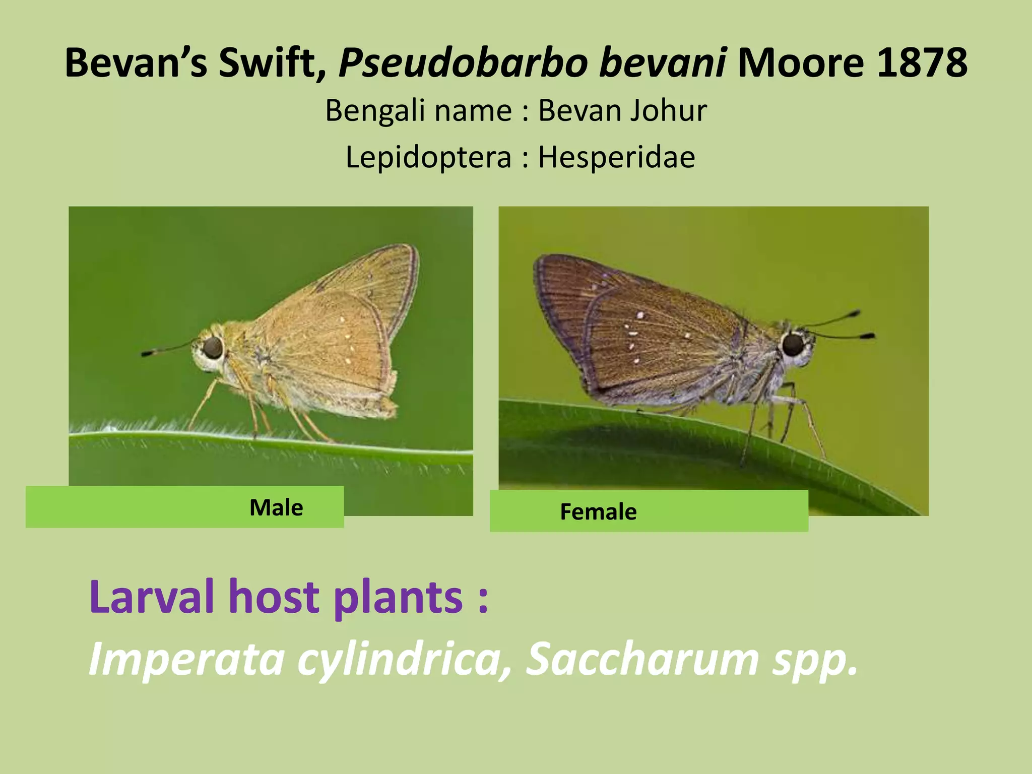 Butterflies of UBKV,West Bengal, India | PPTX