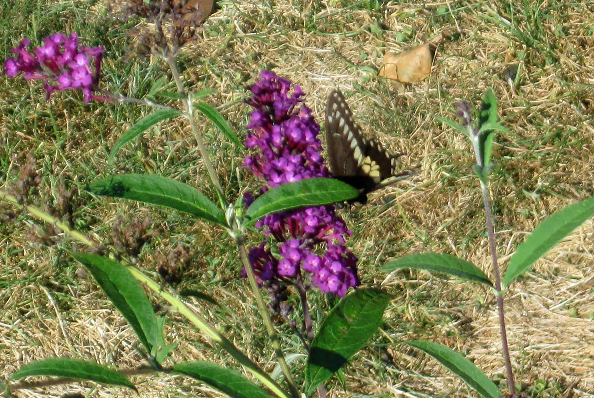 Butterflies of Summer | PPT