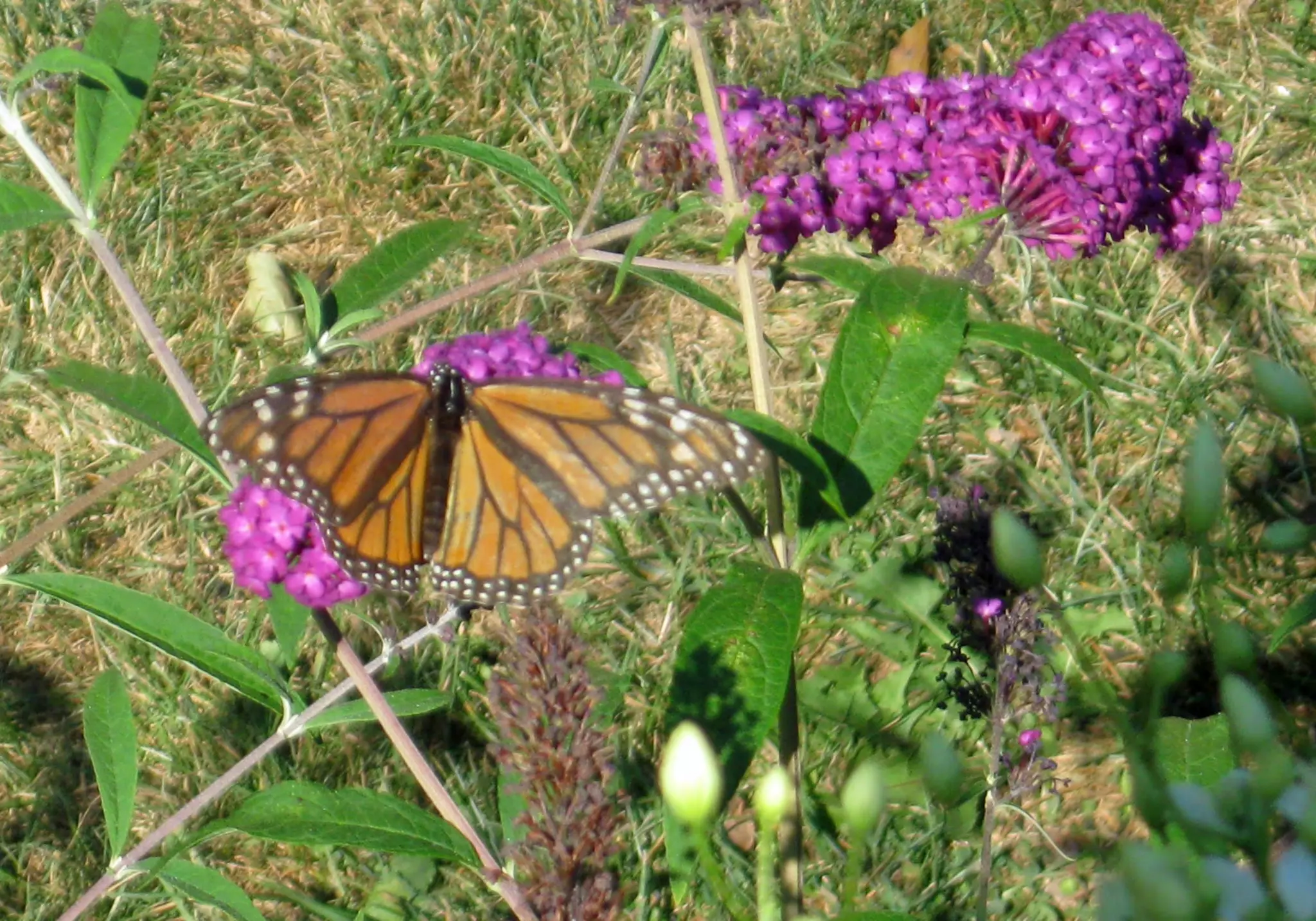 Butterflies of Summer | PPT
