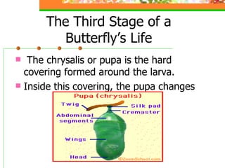 Butterfly 1 | PPT