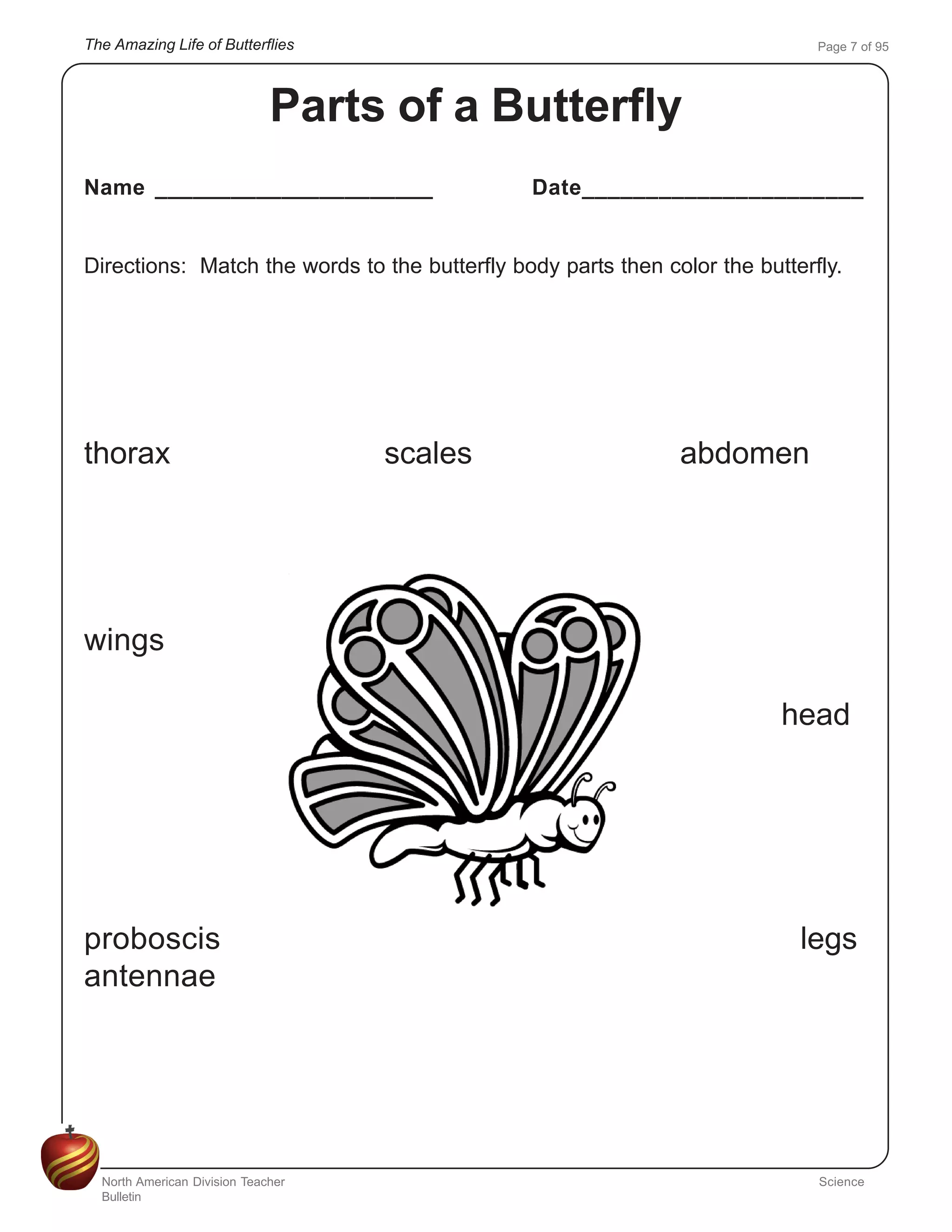 Butterfly | PDF