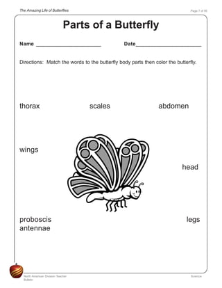 Butterfly | PDF | Birdwatching | Hobbies & Interests