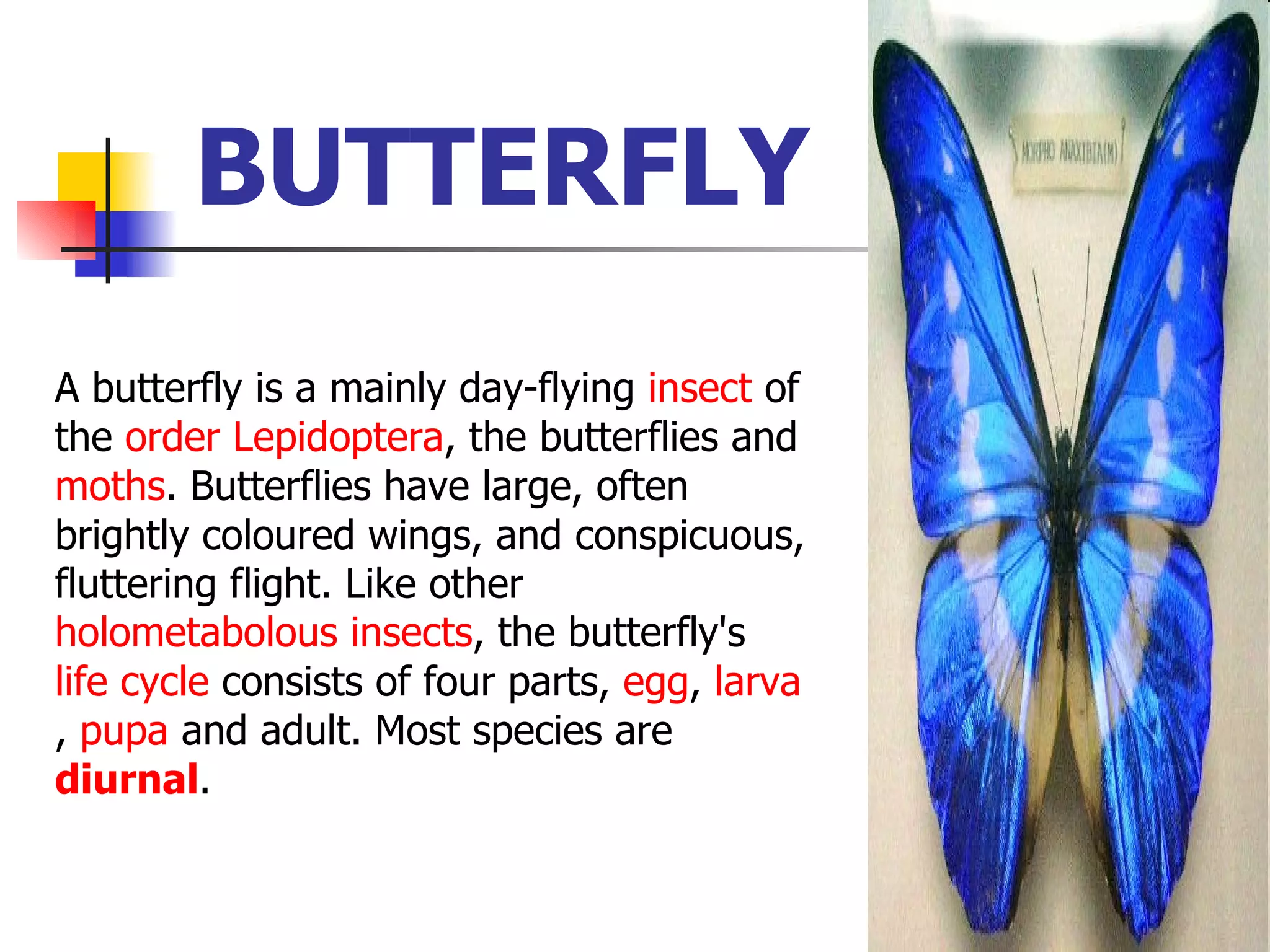 Butterfly | PPT