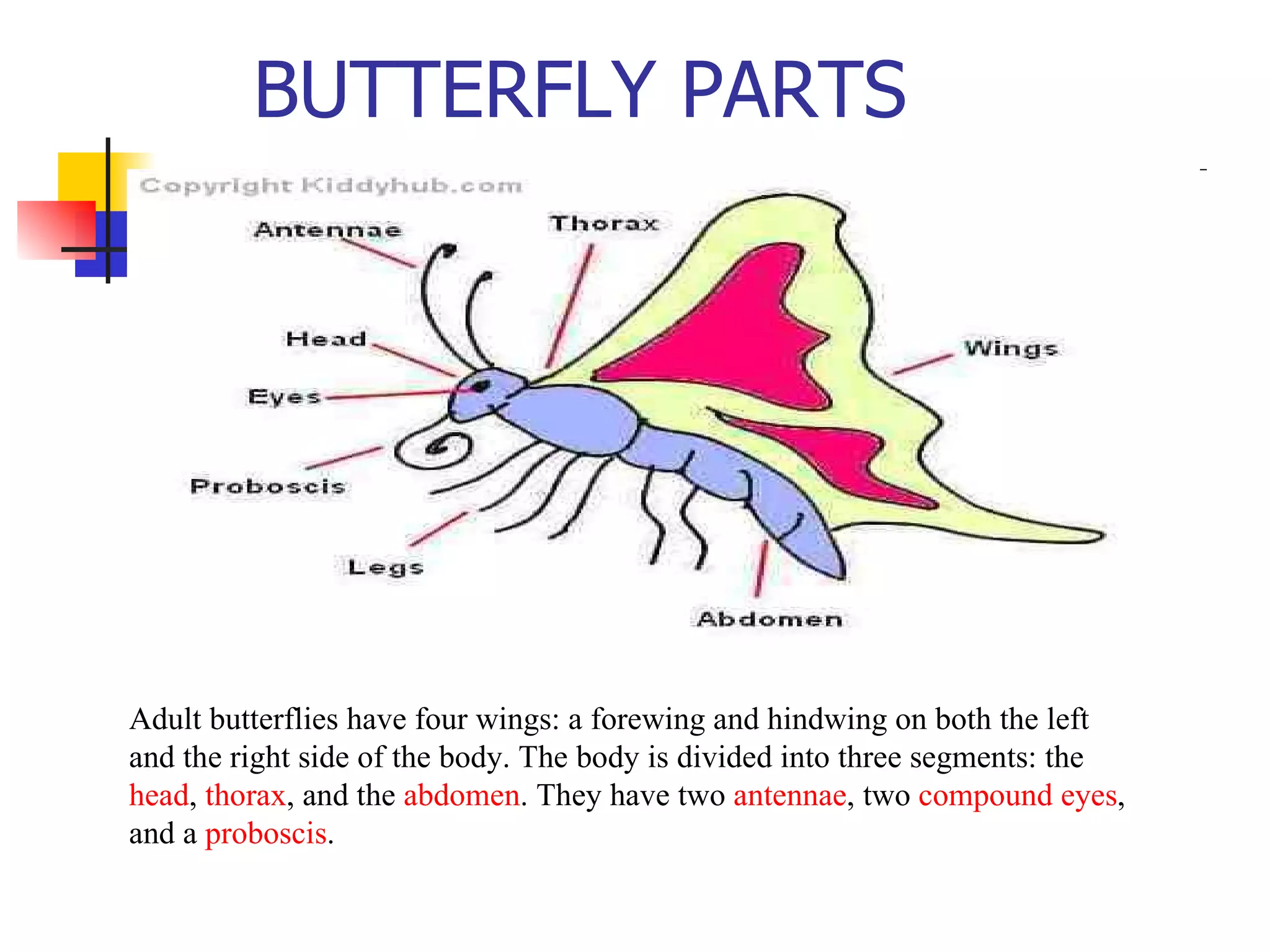 Butterfly | PPT