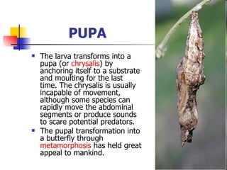 Butterfly | PPT