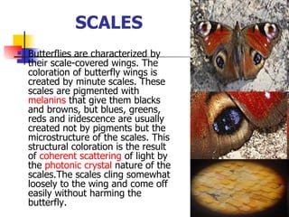 Butterfly | PPT