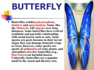 Butterfly | PPT