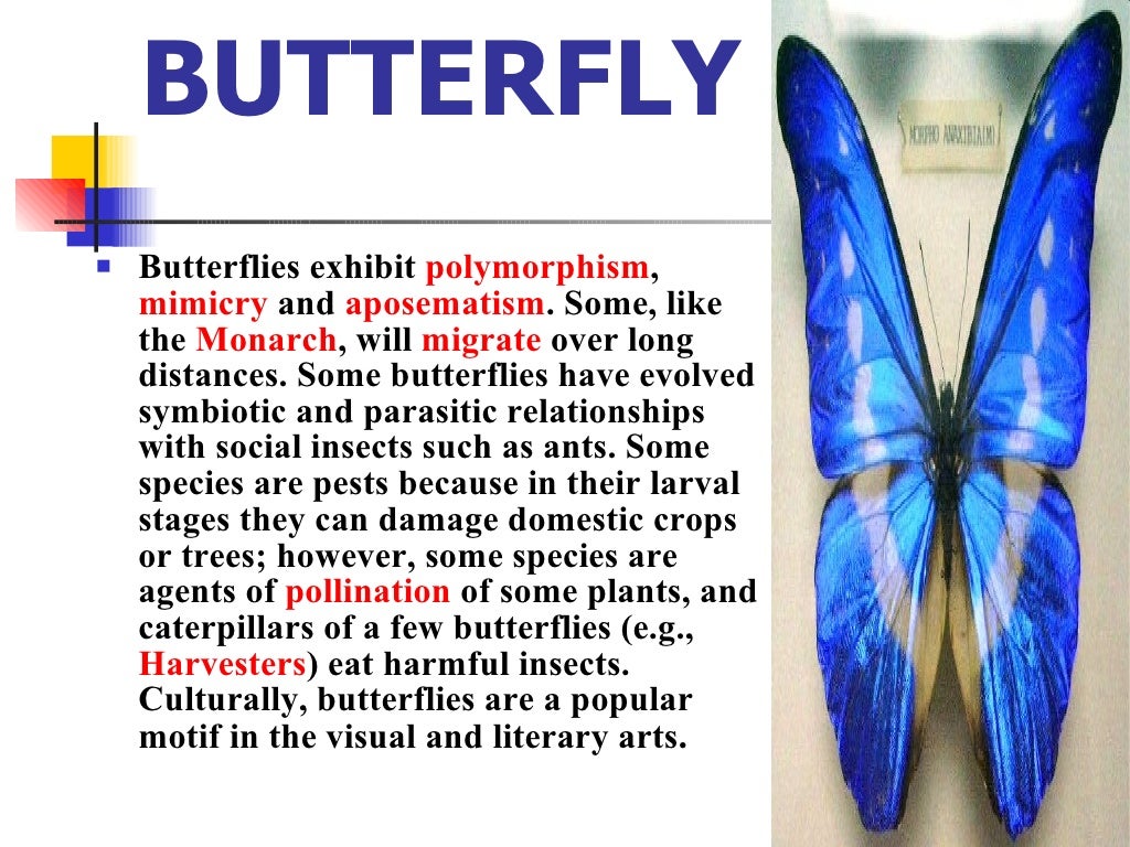 Butterfly