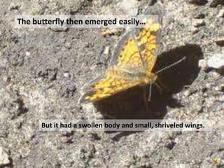 Butterfly!! | PPT