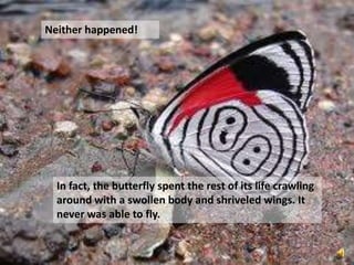 Butterfly!! | PPT
