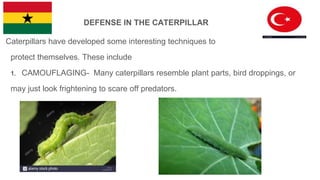 LIFE PROCESSES IN A BUTTERFLY | PPTX