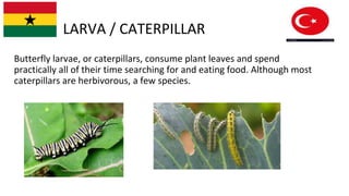 LIFE PROCESSES IN A BUTTERFLY | PPTX