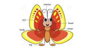 Butterfly | PPTX