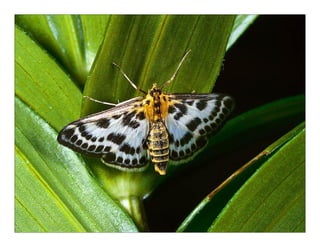 Butterfly Daniel Gerard | PDF