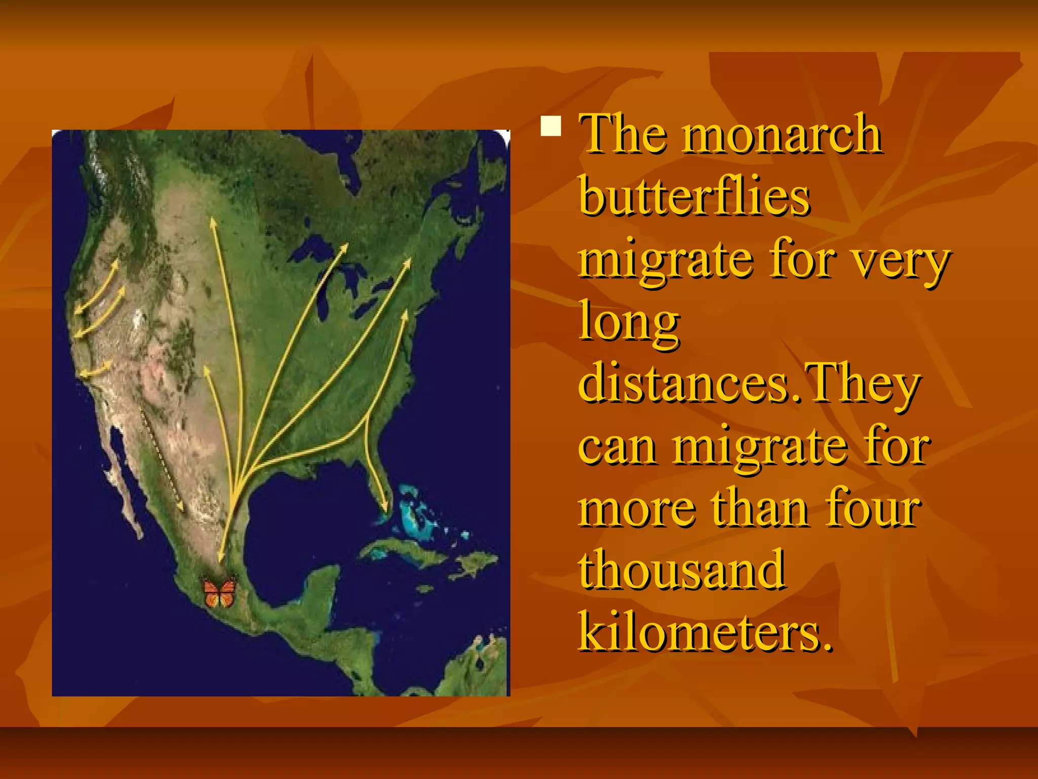 Butterfly migration | PPT