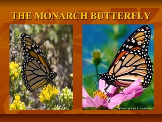 Butterfly migration | PPT