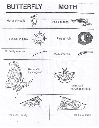 Butterfly moth venn diagram | PDF
