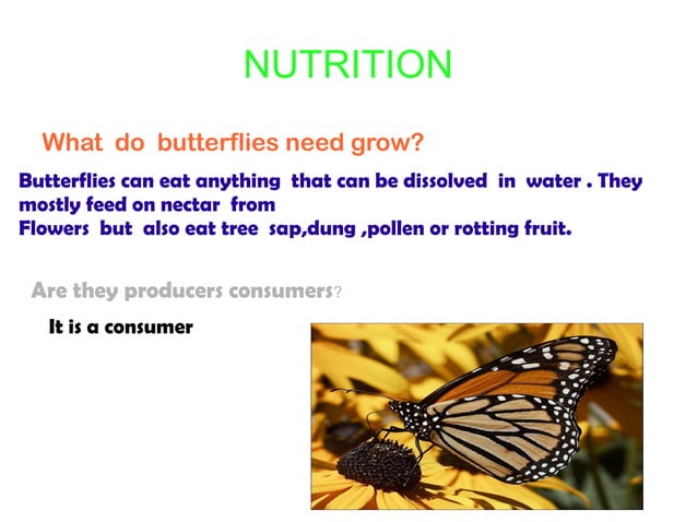 Butterfly1 | PPT