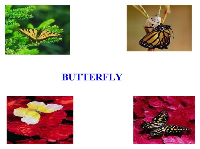 Butterfly | PPT | Biological Sciences | Science