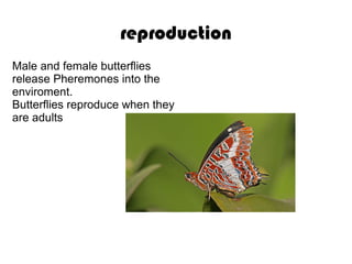 Butterfly2 | ODP