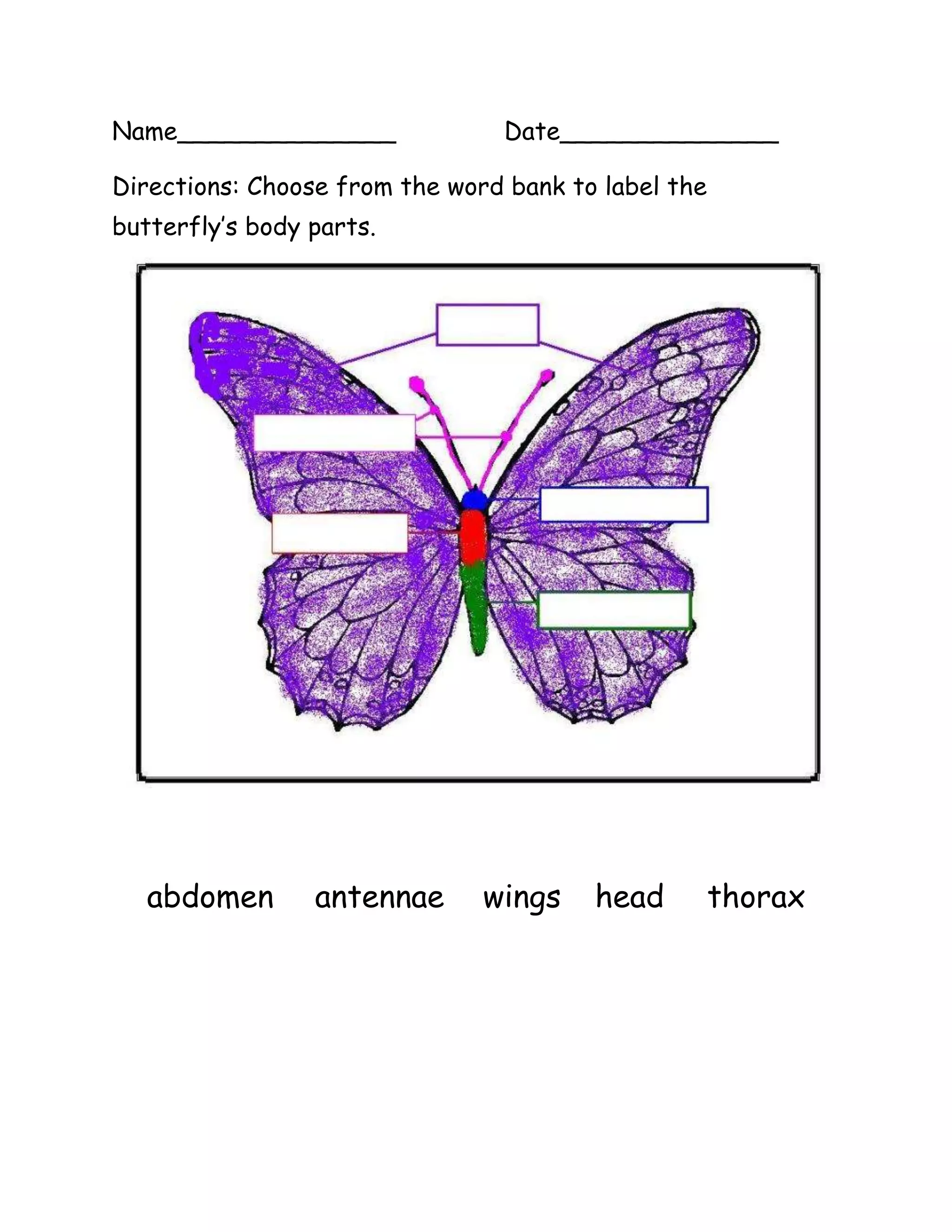 Butterfly anatomy worksheet | DOCX