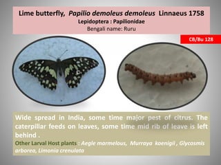 Butterfly Pests of UBKV, India | PPT
