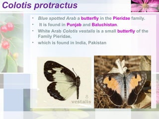 Butterfly by asad aslam | PPT