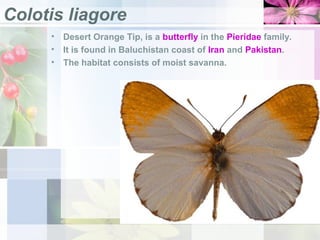 Butterfly by asad aslam | PPT