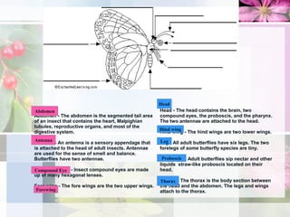 Butterfly by asad aslam | PPT
