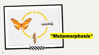 Butterfly Cicle for kindergarten kids pptx. | PPT