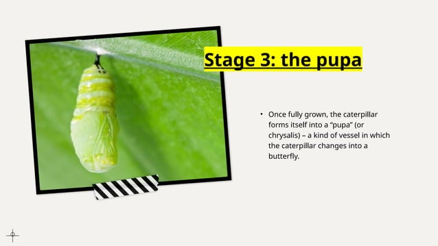 Butterfly Cicle for kindergarten kids pptx. | PPT