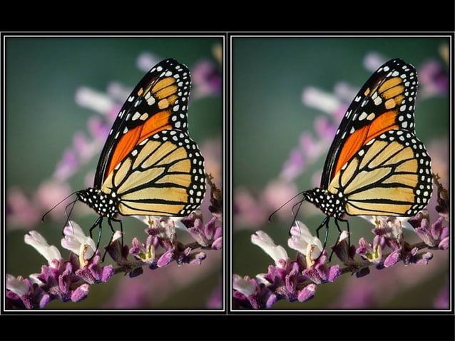 'Butterfly' | PPS