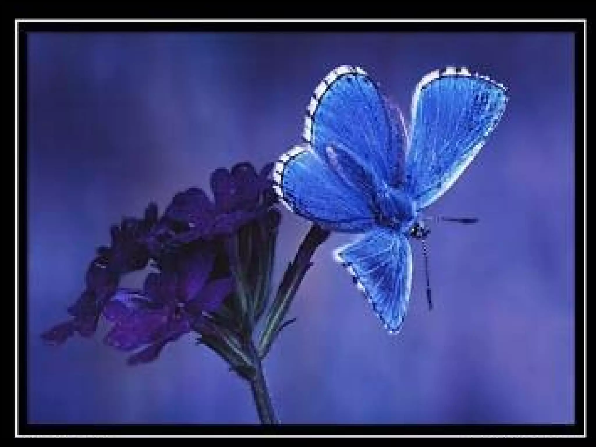 Butterfly Flower Arabic | PPS