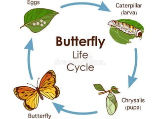 butterfly fly life cycle.pptx