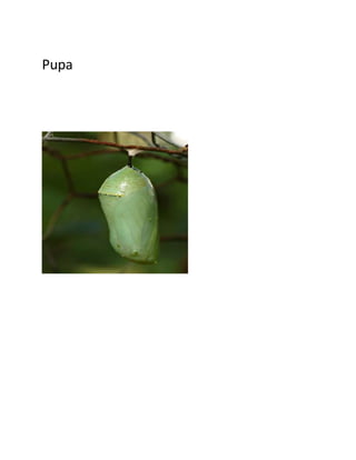 Butterfly life cycle | DOCX | Education