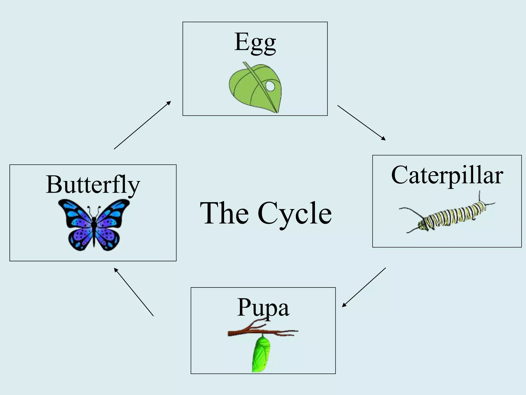 Butterfly life cycle | PPT