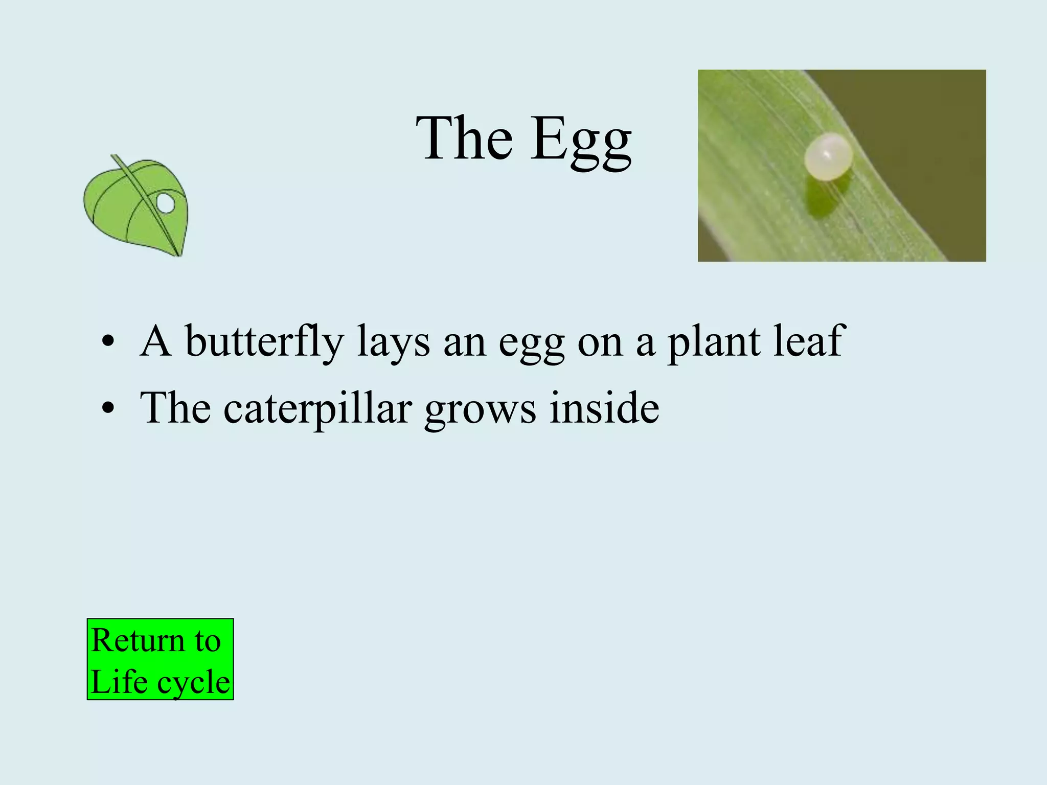 Butterfly life cycle | PPT