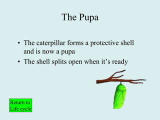 Butterfly life cycle | PPT
