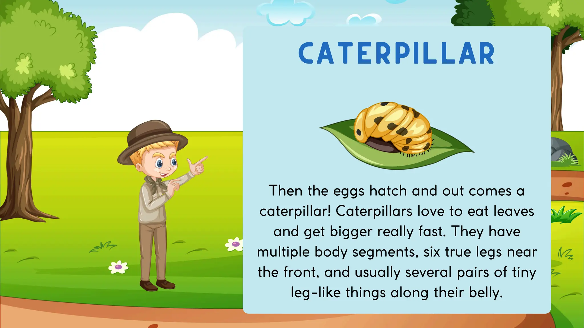 Butterfly Life Cycle Video in Blue Cartoon Illustrated Style.pdf