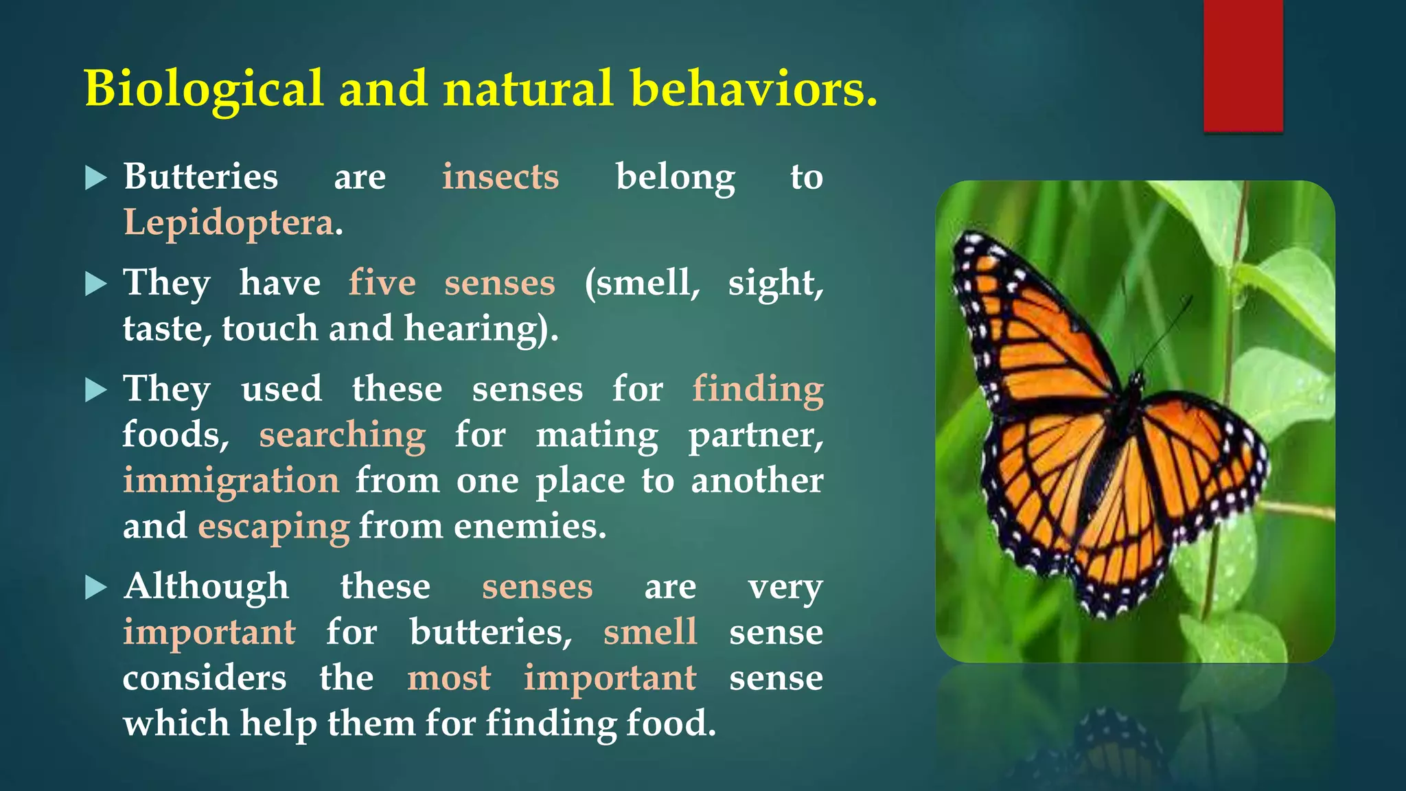 Butterfly Optimization Algorithm Ppt 1332