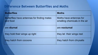 Butterfly or moth! | PDF