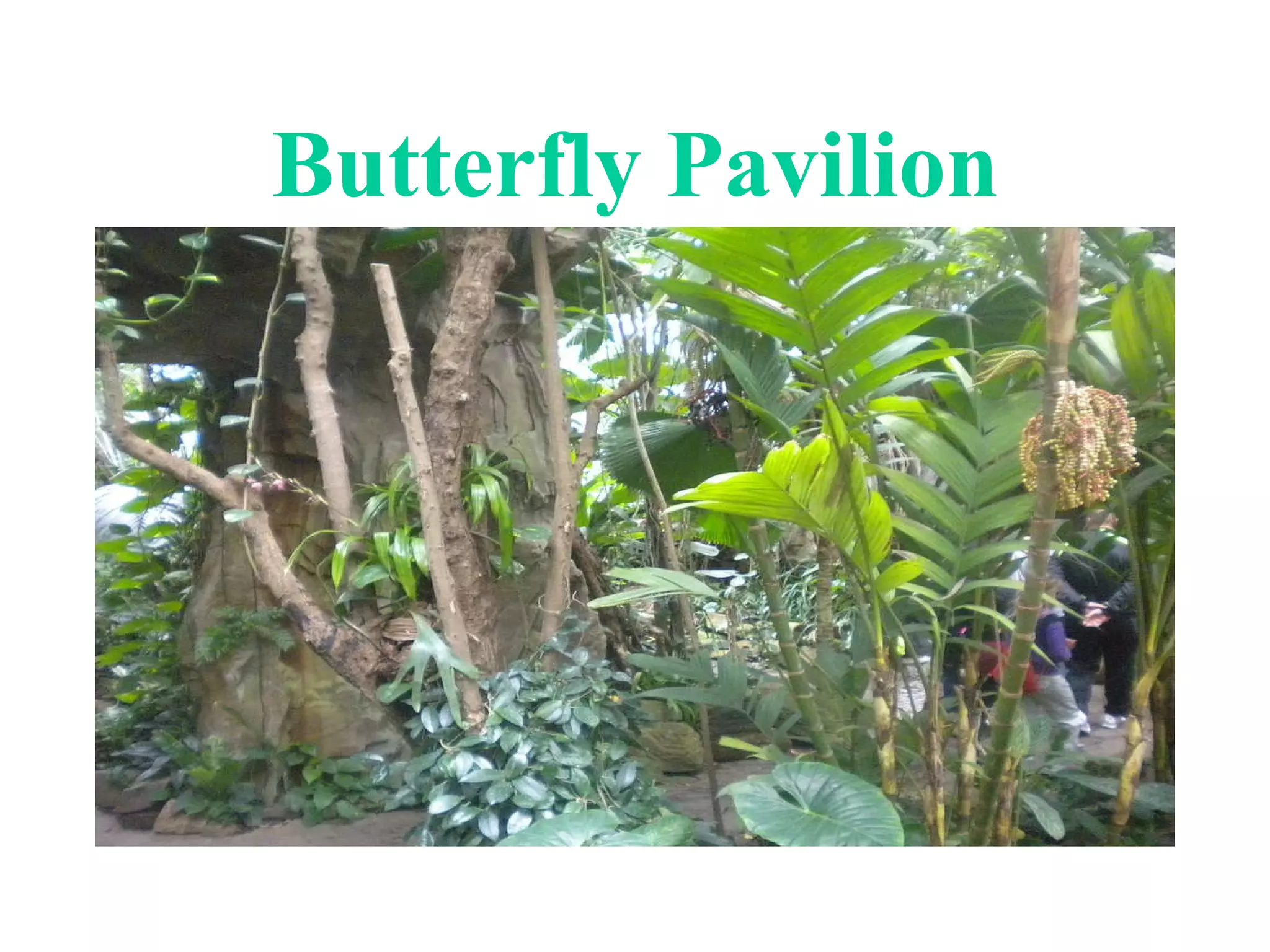 Butterfly Pavilion | PPT