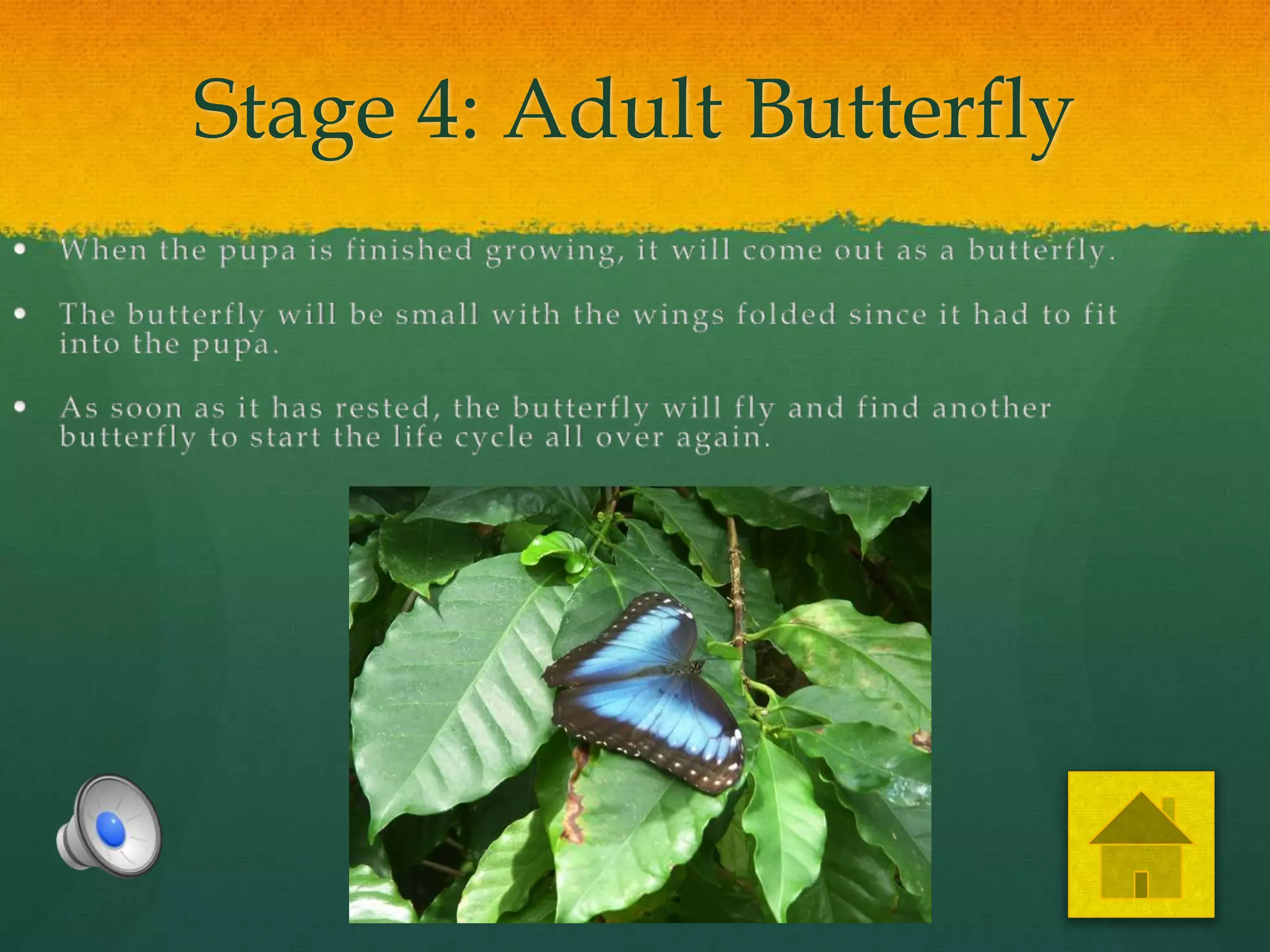 Butterfly Life Cycle | PPTX