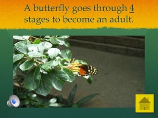 Butterfly Life Cycle | PPT
