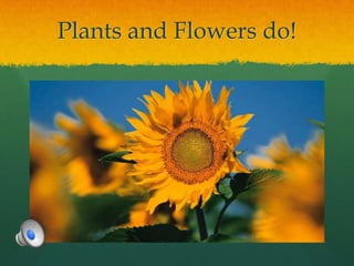 Butterfly Life Cycle | PPT