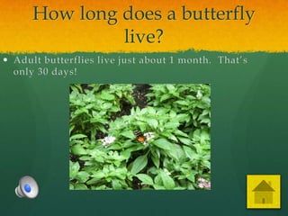 Butterfly Life Cycle | PPT