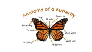 Butterfly presentation and different species.pptx