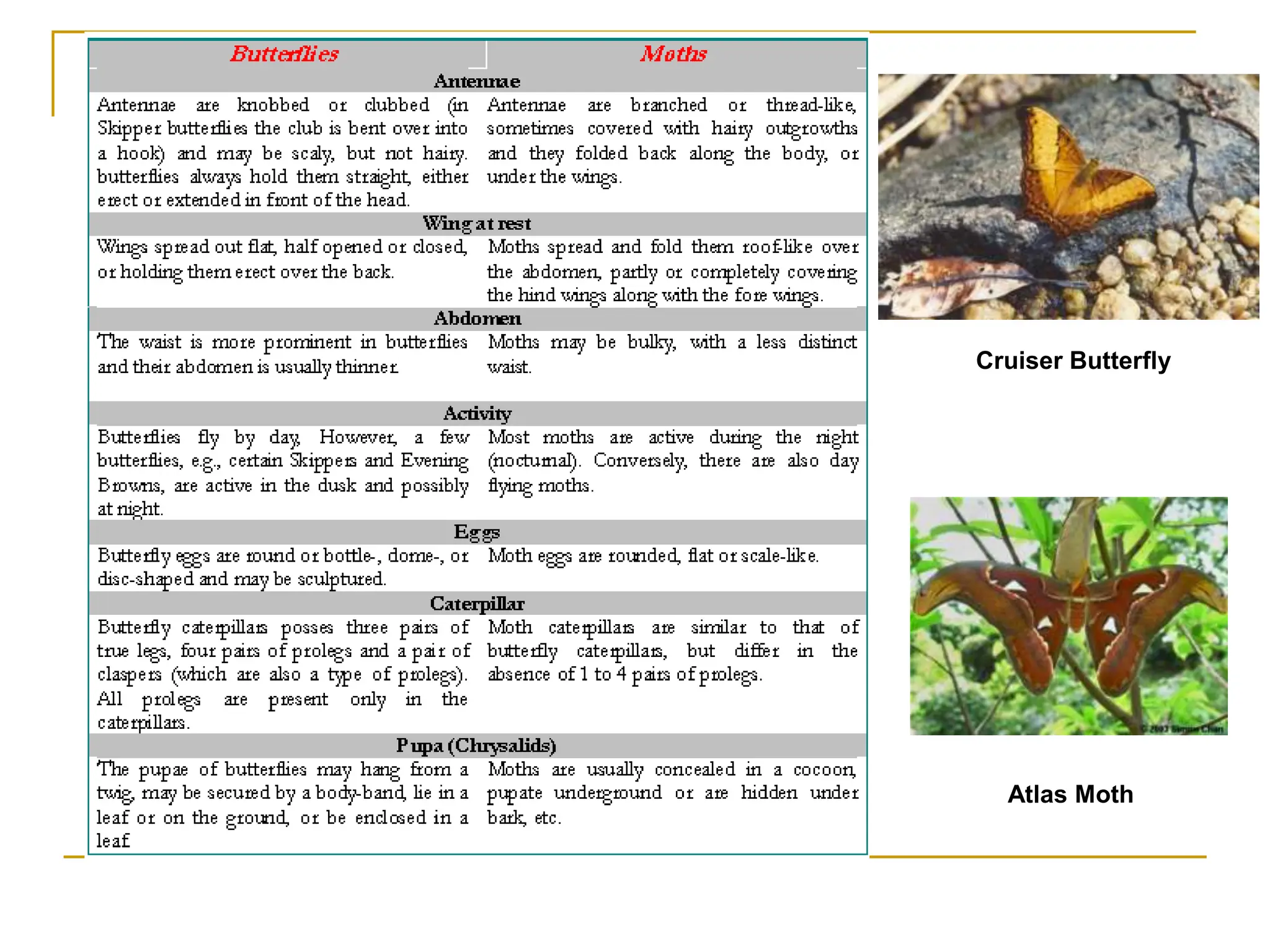 Butterfly_sameer_29dec2006 vs Moth and the difference and similarities ...
